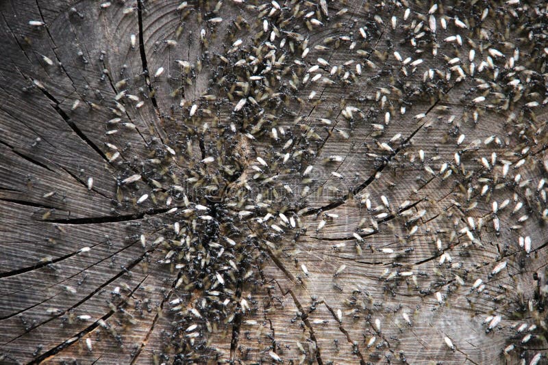 Insects. Simple and Slowly Way of Life Stock Photo - Image of blurs ...
