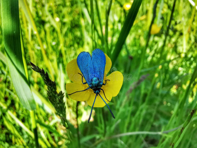 Insects and spring stock image. Image of wildlife, nature - 184361853