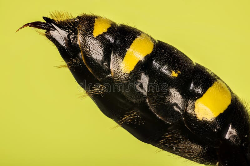 Insects - Square-headed Wasp, Ectemnius Continuus Stock Image - Image ...