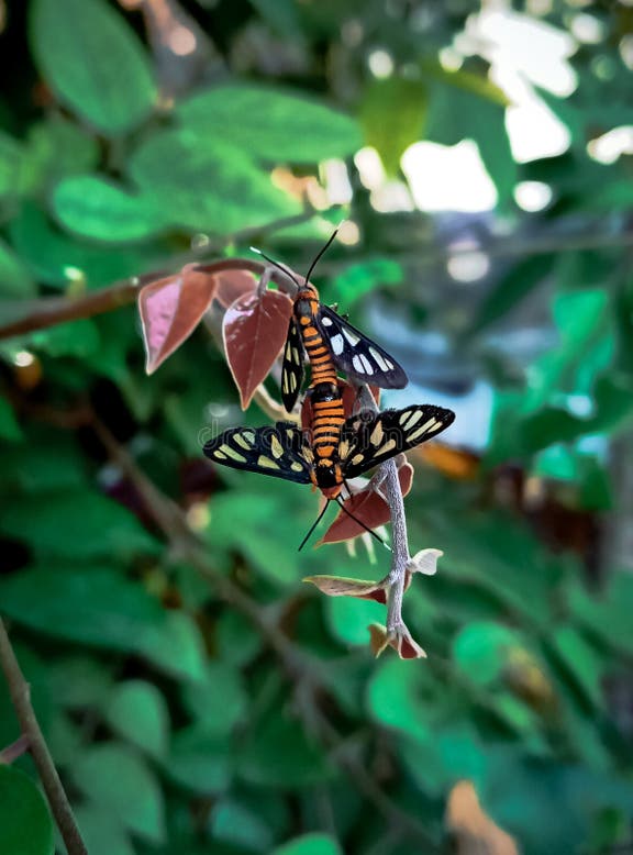 Insects on the Starfruit Tree. Stock Photo - Image of leaf, insects ...