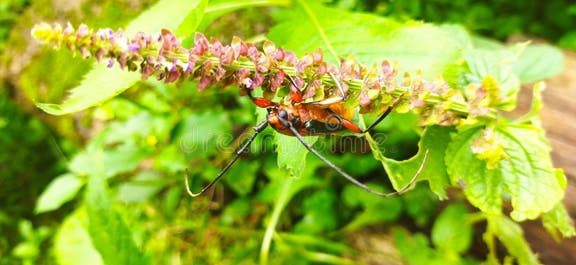Insects that Stick To Weeds Stock Image - Image of grass, insects ...