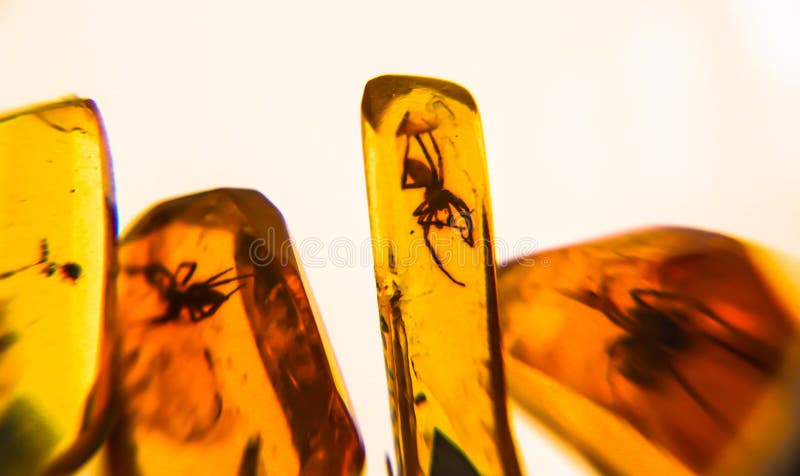 Insects in the Stones of Amber. Amber Stones Close-up. Stock Image ...