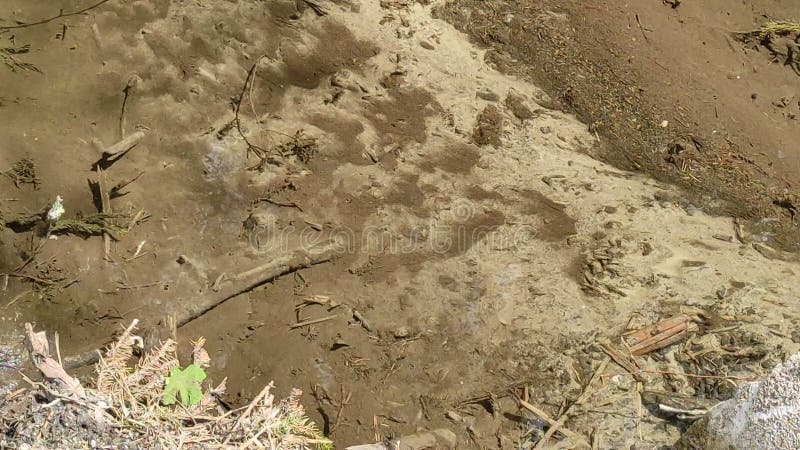 Insects on the surface stock video. Video of shadows - 229545093