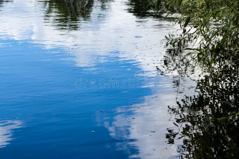 Insects on the Surface of the Water Stock Image - Image of green, clear ...