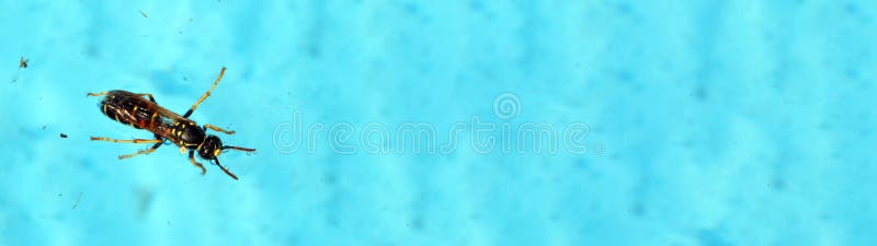 Insects are Swimming in the Pool Stock Photo - Image of pool, garden ...
