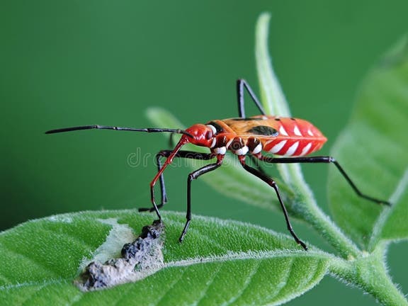 Insects that Target Kapok Trees Stock Image - Image of dragonfly, leaf ...