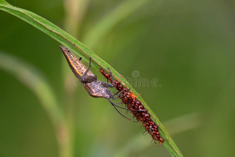 Insects and Their Eggs Hatching on the Leaves Stock Photo - Image of ...