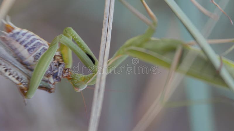 Insects in Their Natural Habitat. Mantis Eats Locust. Stock Footage ...