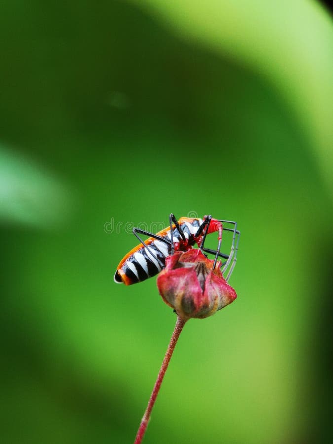 Insects Themselves Alone are only Sad. Stock Image - Image of insects ...
