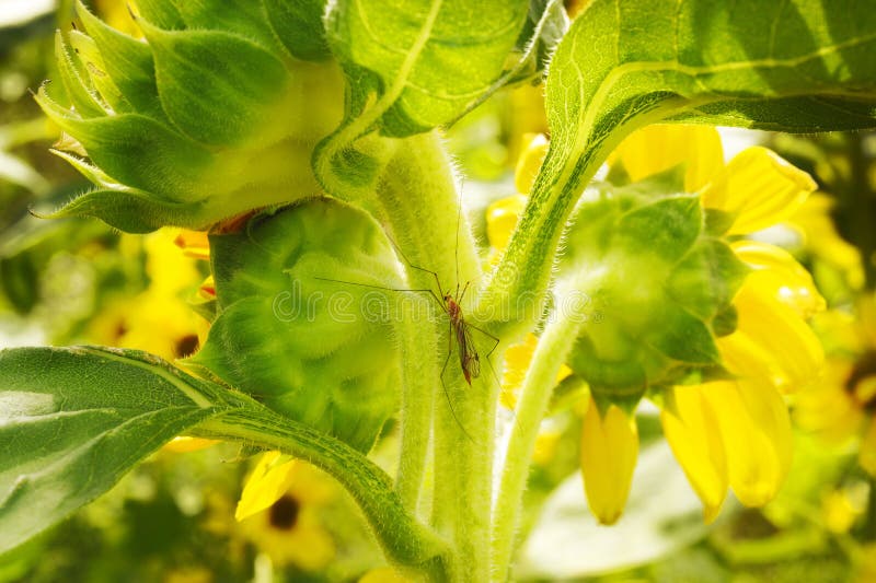 Insects on sunflower stock image. Image of green, garden - 216418459