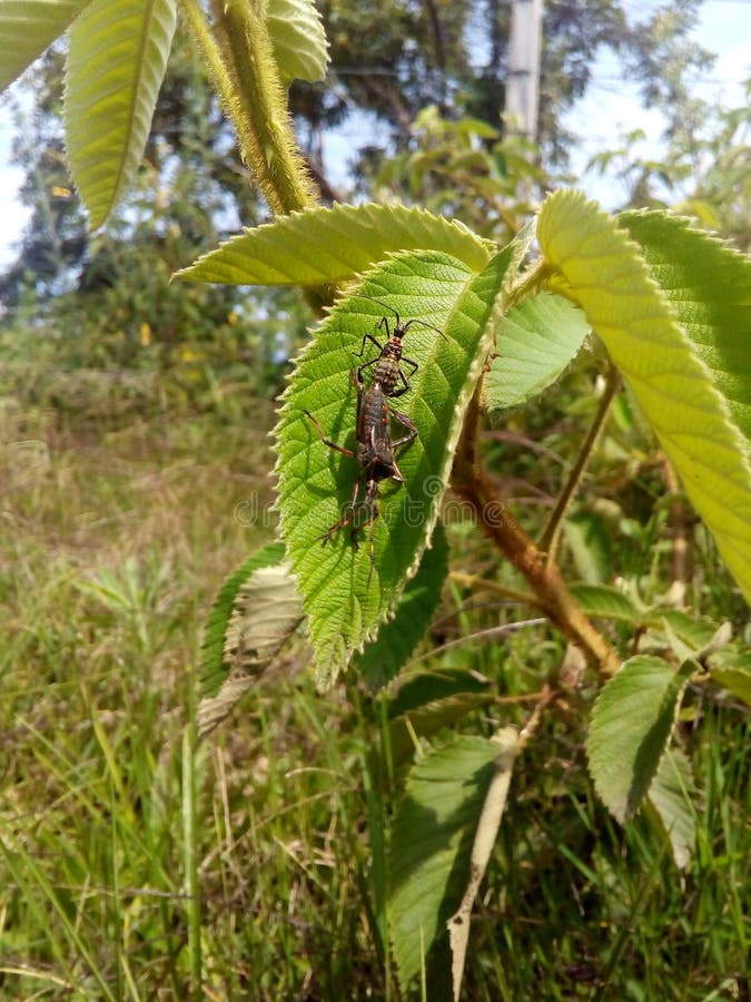 Insects stock image. Image of insects, leaf, green, forest - 93189331