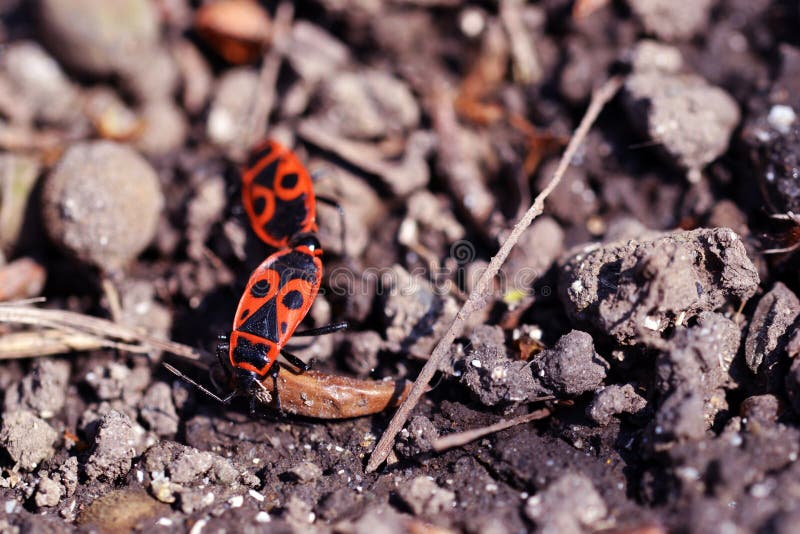 Insects stock image. Image of nature, mating, ritual - 53586319