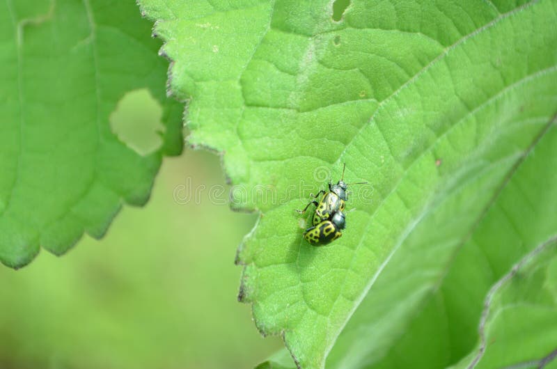 Insects stock photo. Image of reproduction, together - 77775598