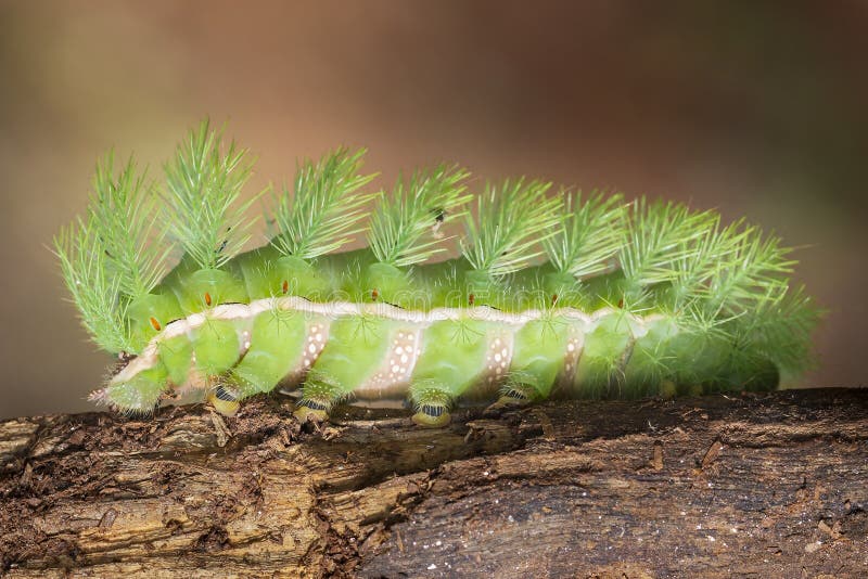 Brazilian Insect stock image. Image of close, plant - 242086997