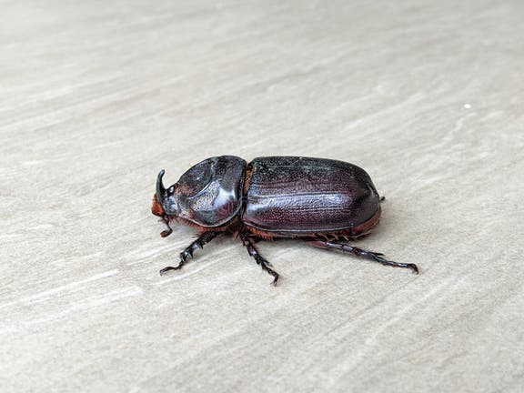 Insects with Very Hard Shells with Brown Color Stock Photo - Image of ...