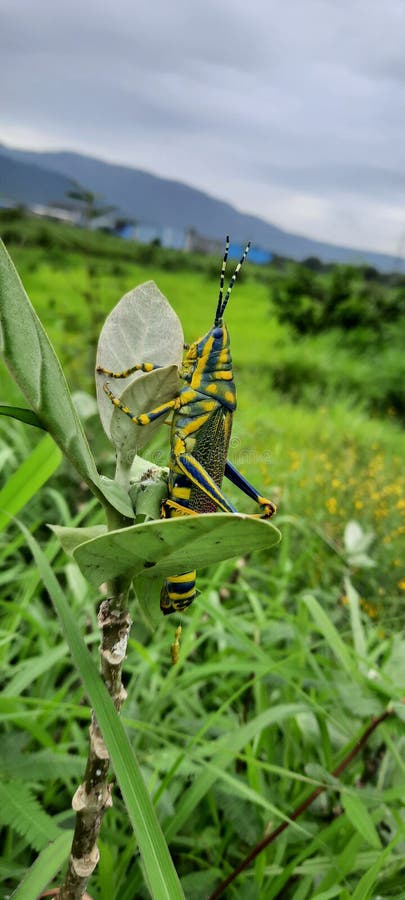 Insects from the Village. stock image. Image of beautiful - 253573265