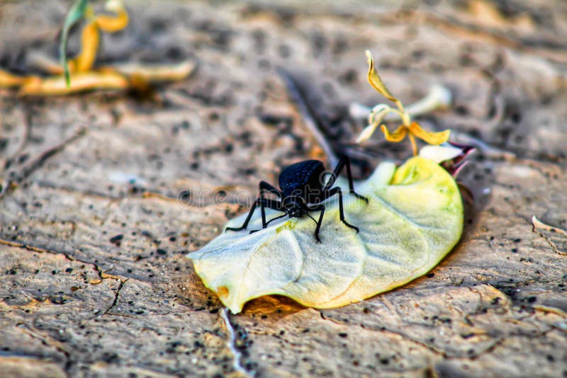 Insects Walk in the Leaf and Black Color Stock Photo - Image of walk ...