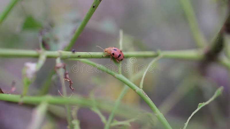 Insects walk on the stems stock footage. Video of footage - 360614882