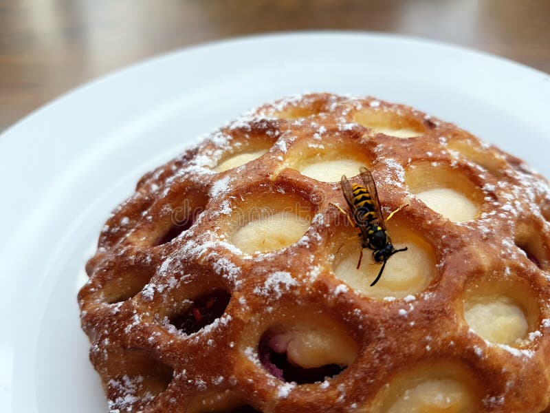 Insects, Wasp Sits on the Small Basket Cake with a Pudding, Jam and ...