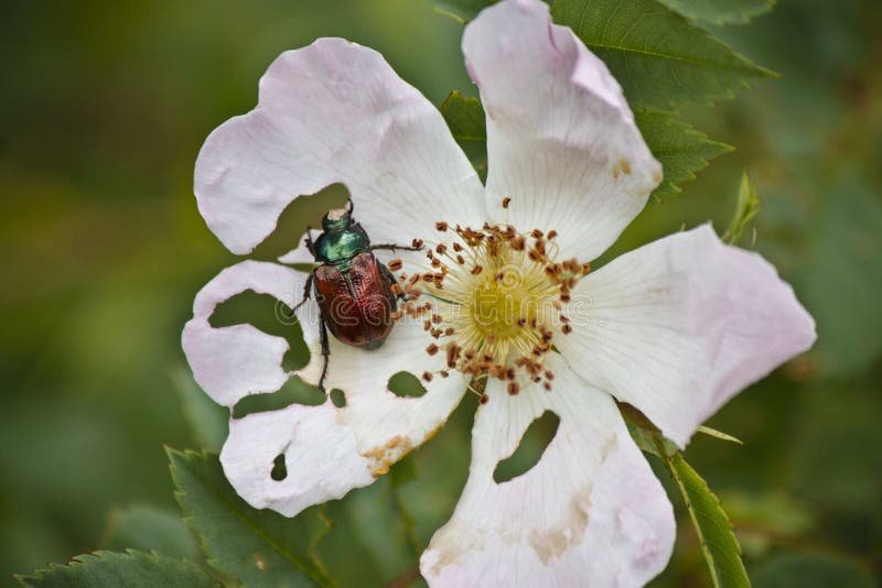 Insects on white wild rose stock image. Image of botany - 161520571