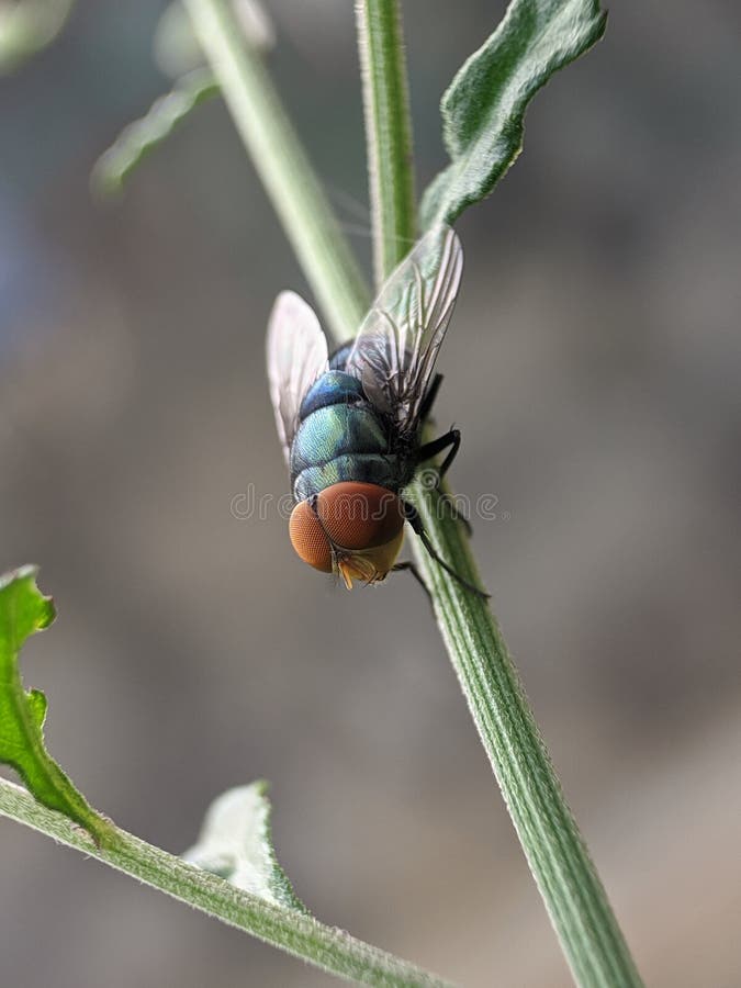 Insects Whose Life is Very Happy in a Dirty Environment Stock Image ...