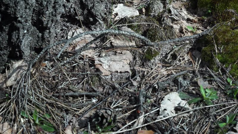 Insects in a Wild Coniferous Forest, Ants and a Ladybug Taking Off ...