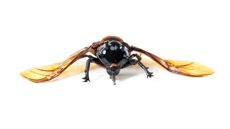 Insects, Wings and Beetle with Horn, Front and White Background ...