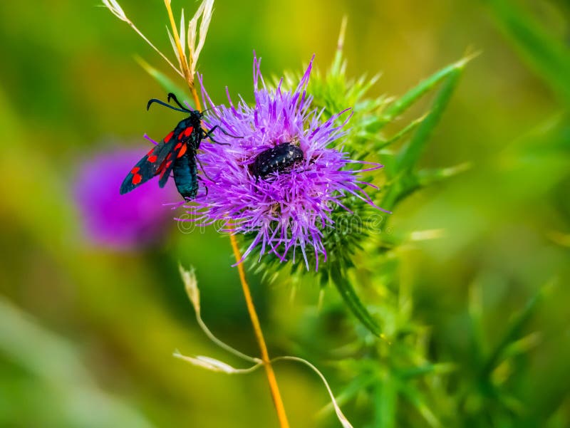 Insects bee working stock photo. Image of details, closeup - 21887832