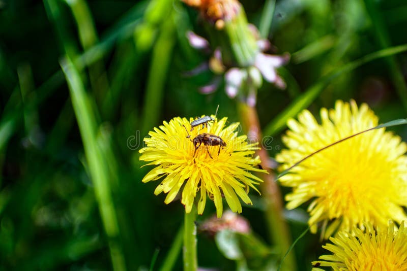 Insects on a yellow flower stock photo. Image of natural - 215331860