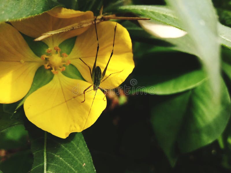 Insects in yellow stock image. Image of yellow, insects - 163504681