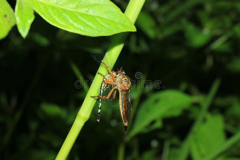 Insects stock photo. Image of grass, diagonal, bright - 45033838