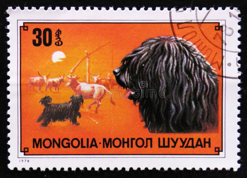 Insegua La Razza Puli, Cane Da Pastore Della Mucca, Circa 1978 Immagine ...