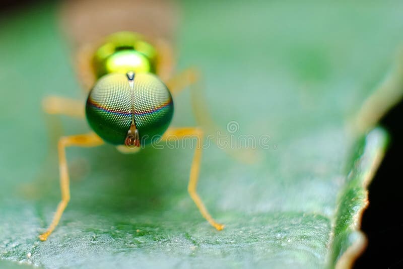 Insekta macro zdjęcie stock. Obraz złożonej z roślina - 91664824