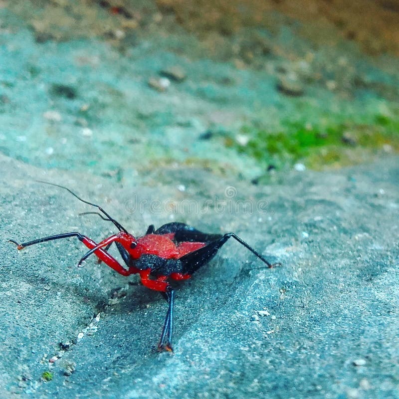 Insekta Nieznane Przy Jammu Ind Zdjęcie Stock - Obraz złożonej z indie ...