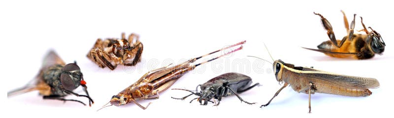 228,738 Insekte Stock Fotos - Freie & Royalty-Free Stock Fotos von ...