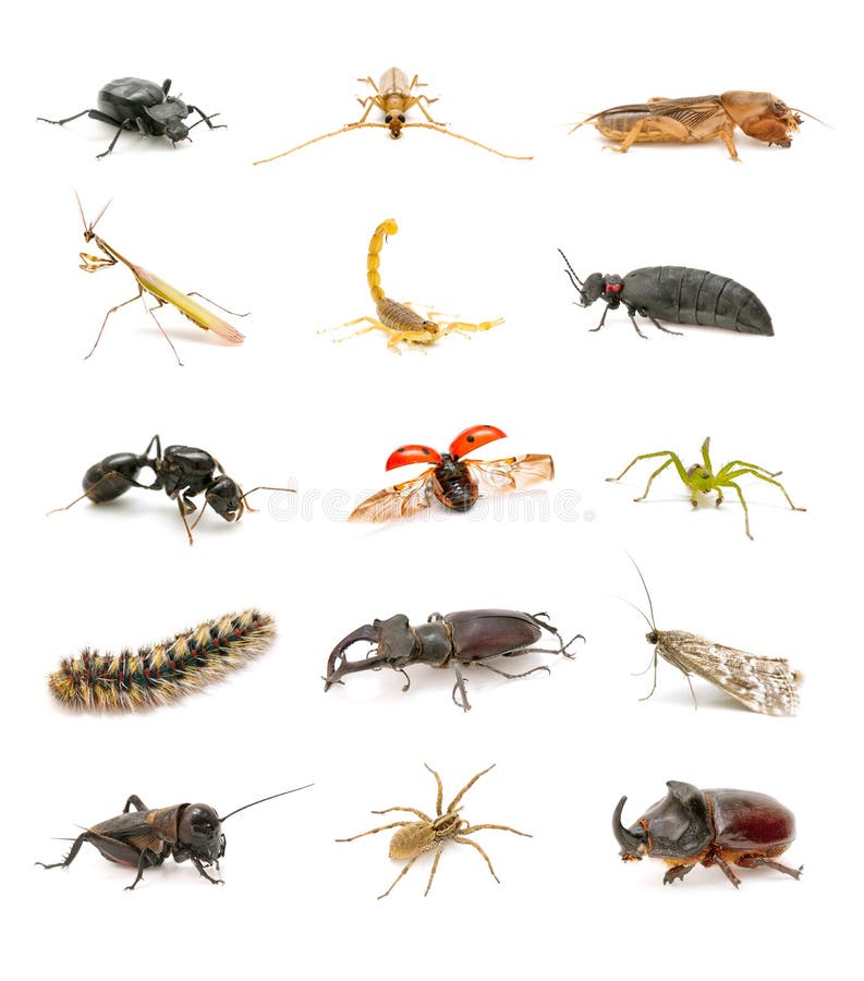 Insekte stockfoto. Bild von ansammlung, käfer, nave, tiere - 20509726