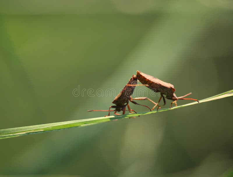 142,773 Insekte Fotos - Kostenlose und Royalty-Free Stock-Fotos von ...