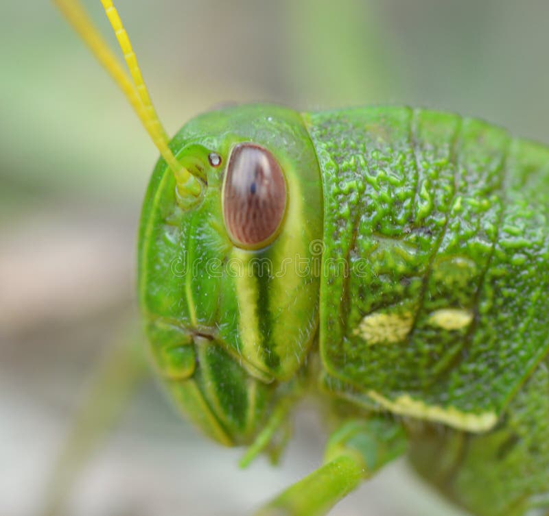 Insekte stockfoto. Bild von insekt, blatt, insekte, programmfehler ...