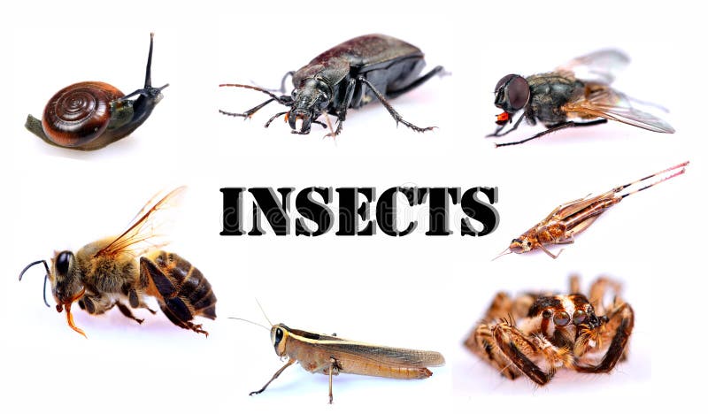 Insekte stockbild. Bild von insekte, makro, nave, nahaufnahme - 82135745