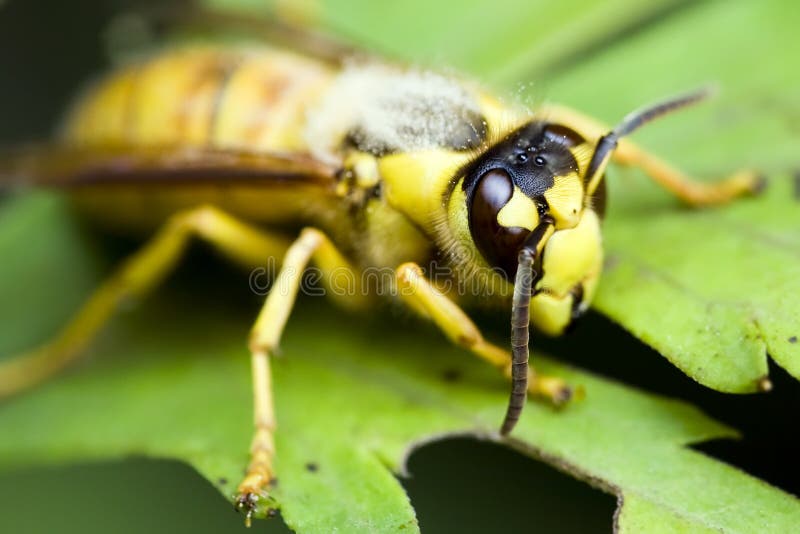 228,738 Insekte Stock Fotos - Freie & Royalty-Free Stock Fotos von ...