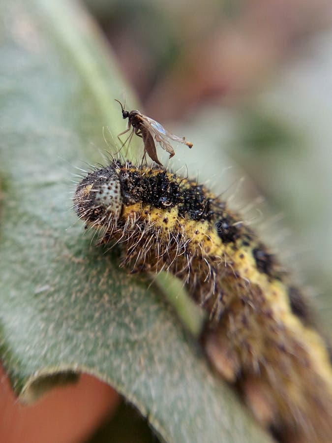 Insekte stockbild. Bild von insekte, makro, nave, nahaufnahme - 82135745