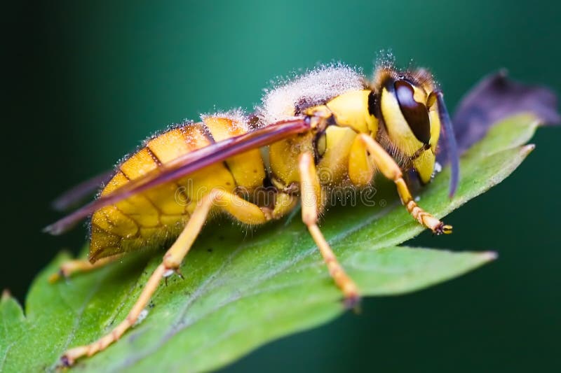 228,738 Insekte Stock Fotos - Freie & Royalty-Free Stock Fotos von ...