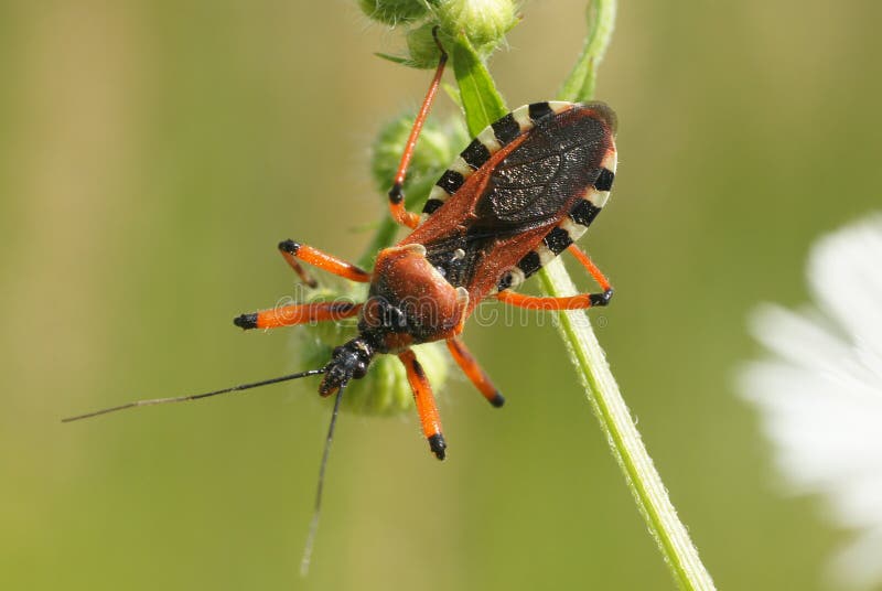 142,773 Insekte Fotos - Kostenlose und Royalty-Free Stock-Fotos von ...