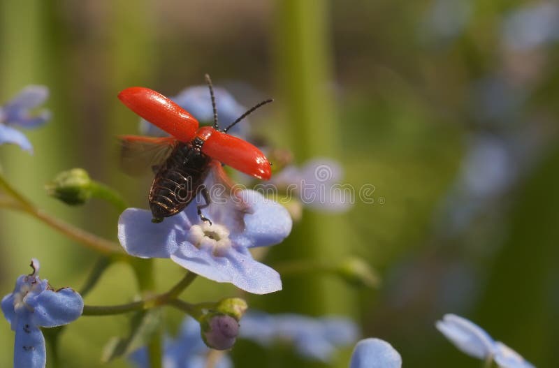 Insekte in der Natur stockbild. Bild von jagd, stamm - 54266961