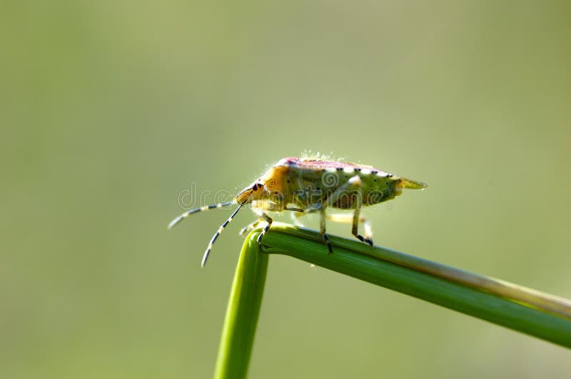 142,773 Insekte Fotos - Kostenlose und Royalty-Free Stock-Fotos von ...