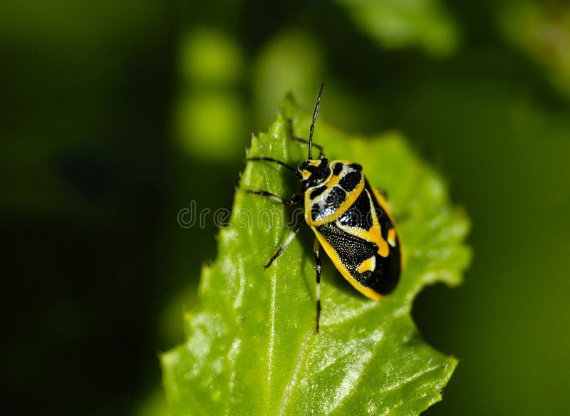 228,738 Insekte Stock Fotos - Freie & Royalty-Free Stock Fotos von ...