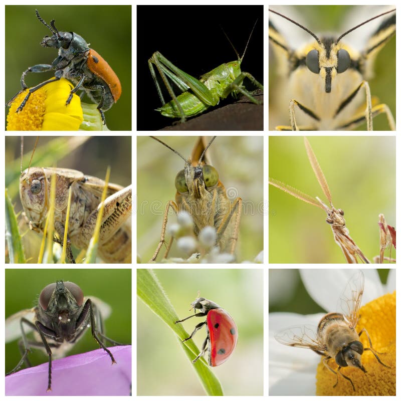 228,738 Insekte Stock Fotos - Freie & Royalty-Free Stock Fotos von ...