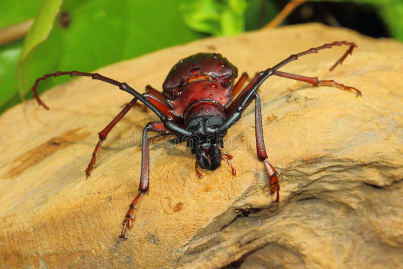 Insekten, Neoplocaederus-ruficornis Stockfoto - Bild von lang ...