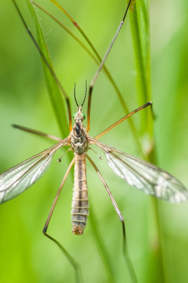 Insektenkran-Fliege an Der Wand Stockfoto - Bild von fliege, insekt ...