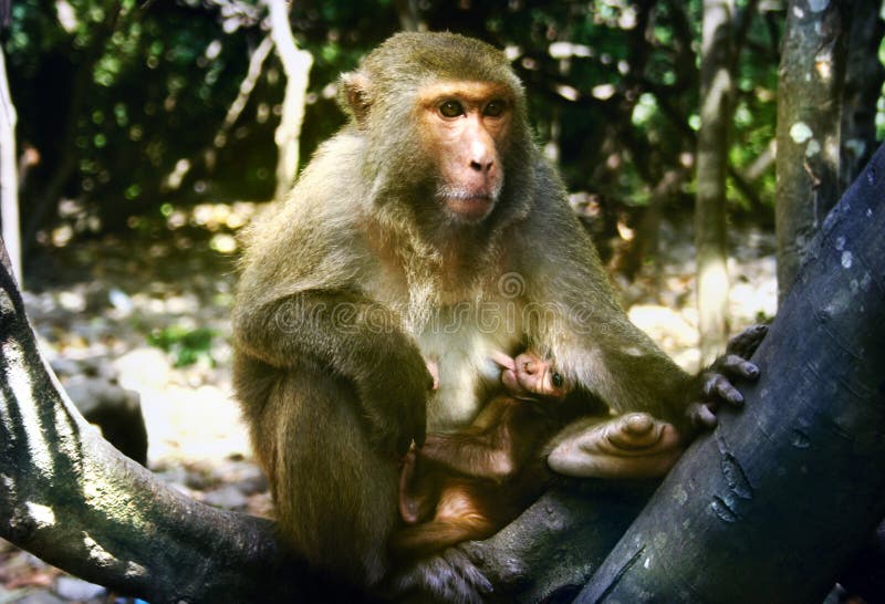 Insel von Affen in Vietnam stockbild. Bild von küste - 111556495